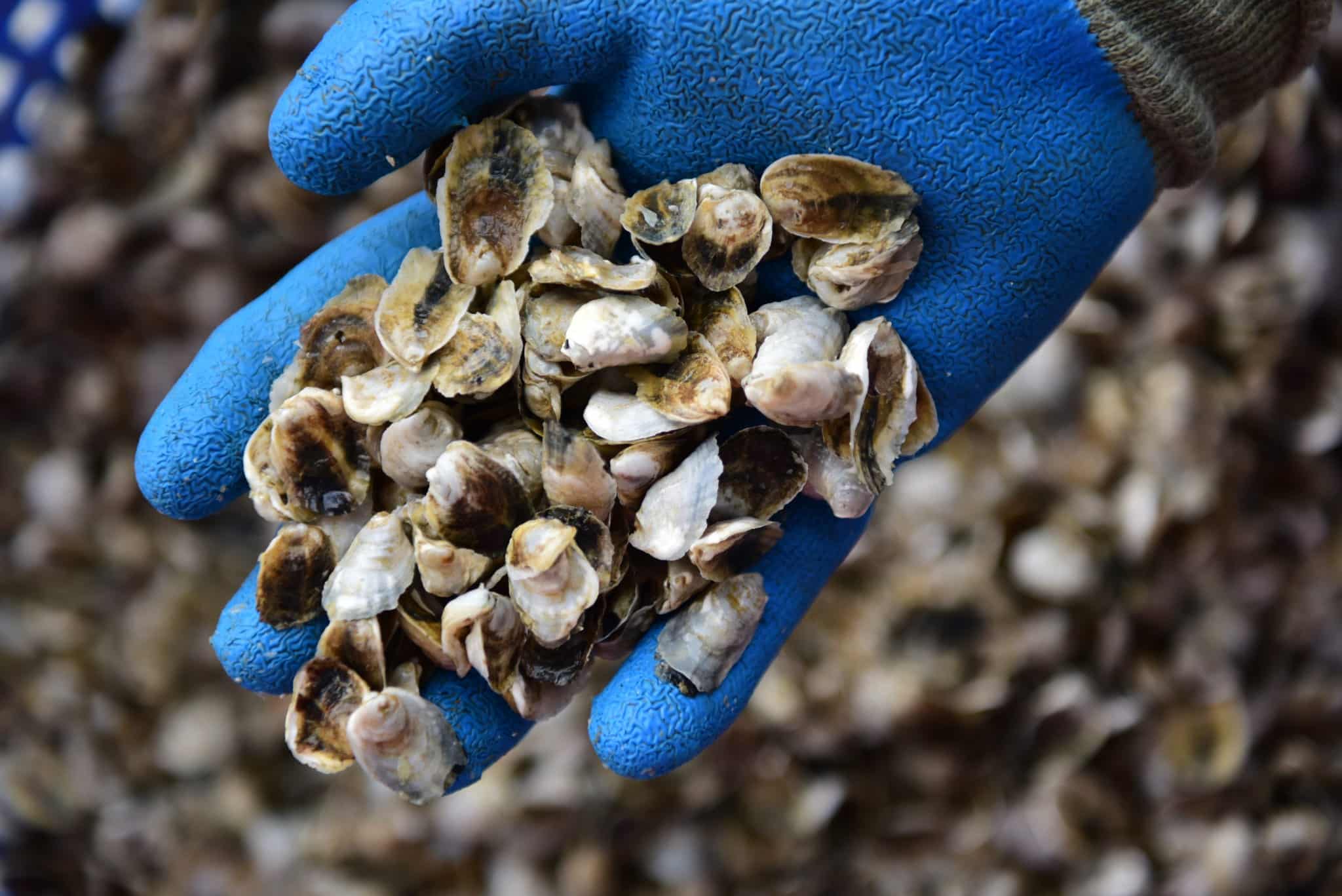 Oyster seed sales for aquaculture farmers and shellfish growers